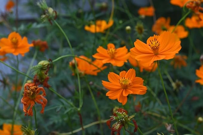 Cosmos Orange Sunshine Seeds for Planting - Shop Now – Dharaseeds