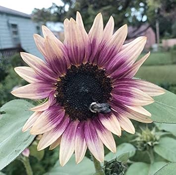 Cream Violet Sunflower Seeds for Planting – Unique Bicolor Blooms ...