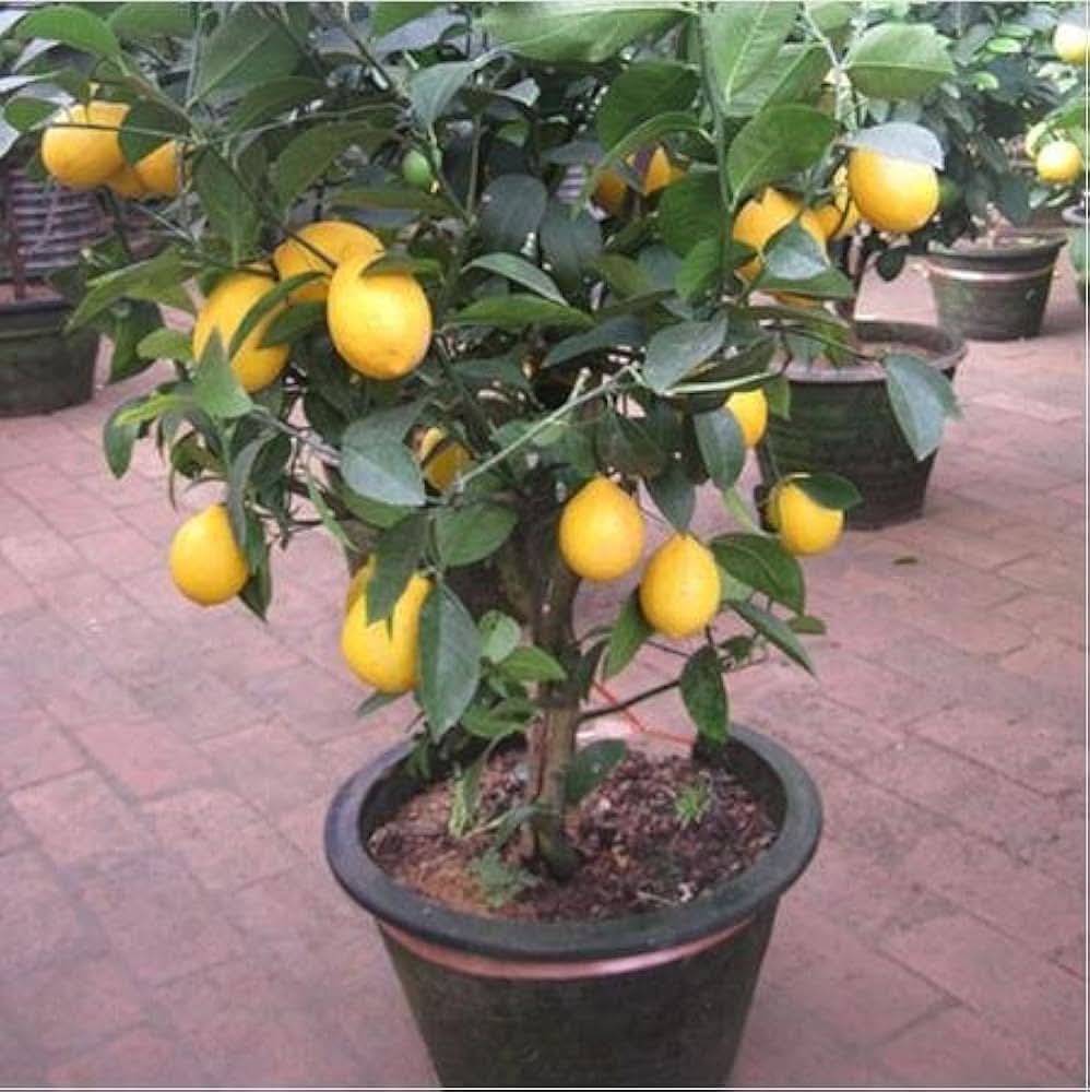 Lemon Seeds - Citrus limon for Bonsai & Indoor Pot Planting – Dharaseeds