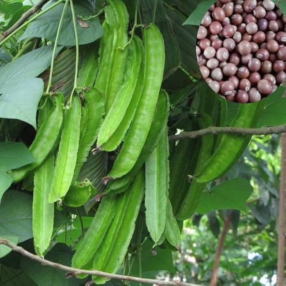 Winged Bean Psophocarpus Seeds High Protein Grow – Dharaseeds