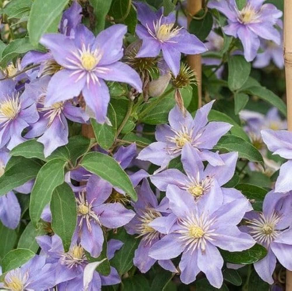 Clematis Seeds - Clematis integrifolia Baby Blue for Trellises and ...