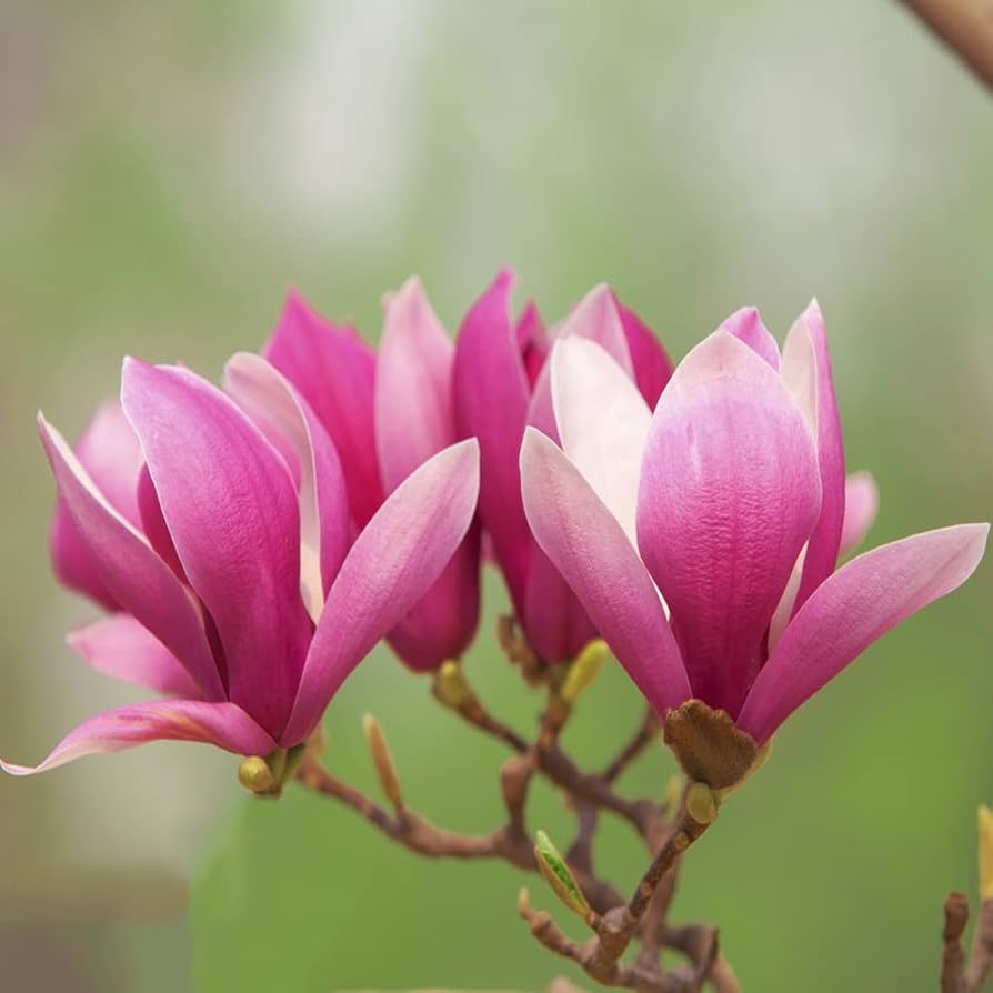 Magnolia Seeds - Magnolia Bonsai Tree Seeds for Mini Indoor & Outdoor ...