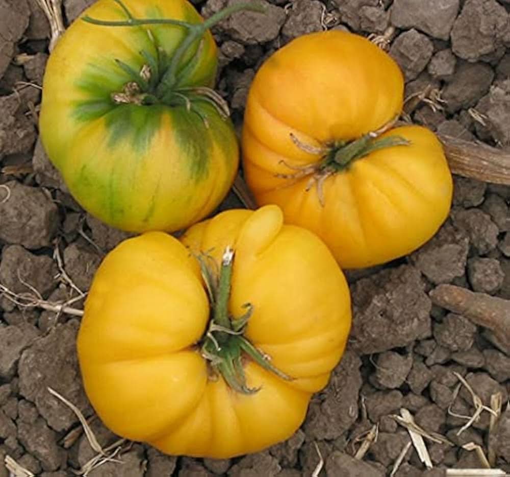 Golden Queen Tomato Solanum lycopersicum seeds for large, golden ...