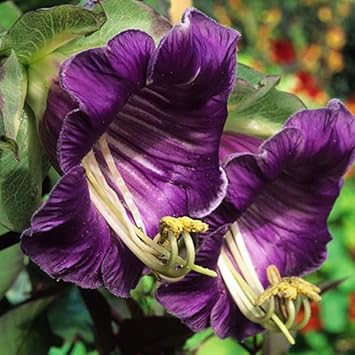 Heirloom Non-GMO Cobaea Flower Seeds for Planting – Fast-Growing ...