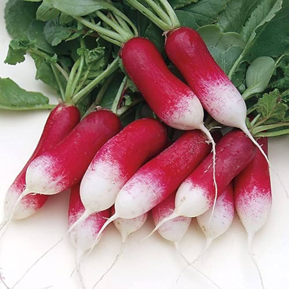 Radish Half Red Of Organic Garden Seeds – Dharaseeds