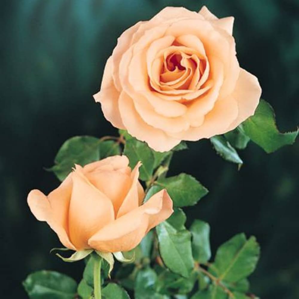 Rose Rosa spp. Seeds for Planting - Order Now – Dharaseeds