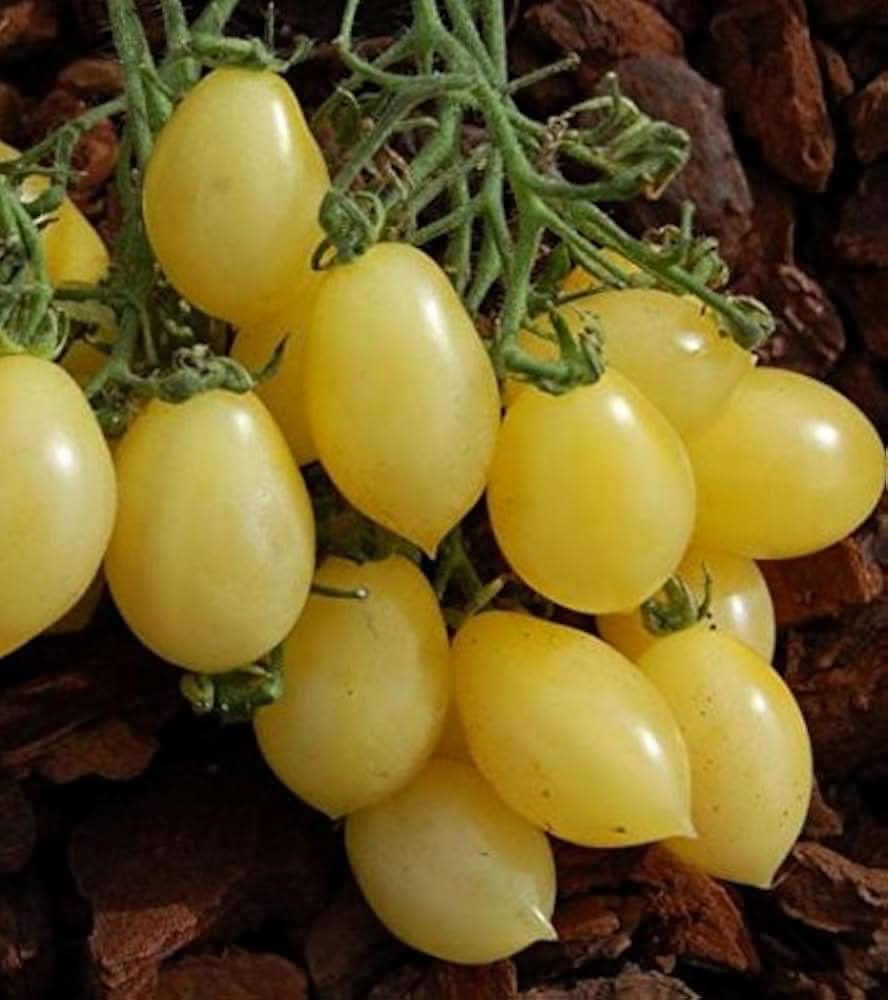 Barry’s Crazy Cherry Tomato seeds for small, sweet, bite-sized heirloom ...