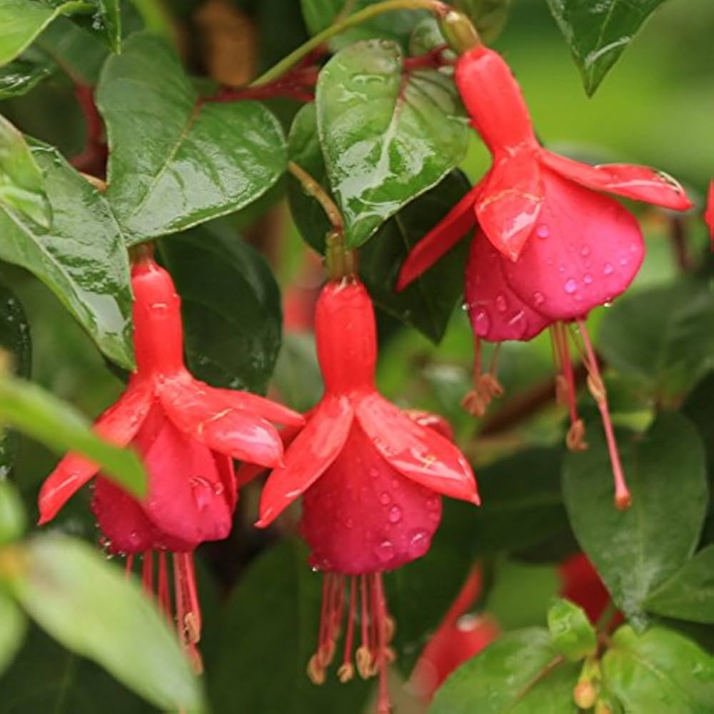 Fuchsia Seeds – Add Graceful Color to Beds – Dharaseeds