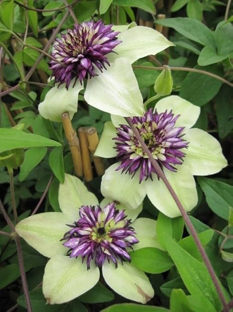 Mixed Clematis Flower Seeds for Planting – Dharaseeds