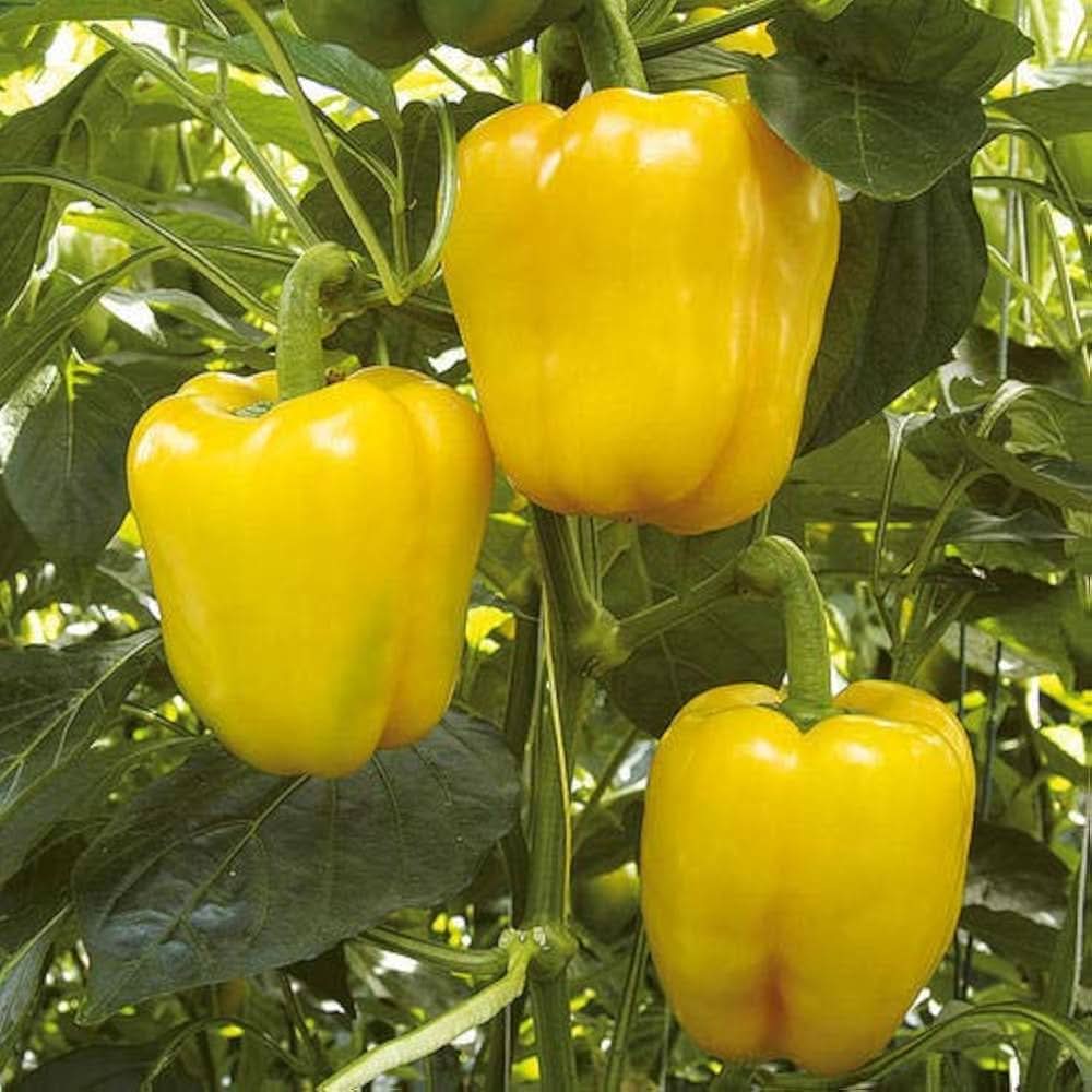 Pepper Seeds - Mini Yellow Variety – Dharaseeds