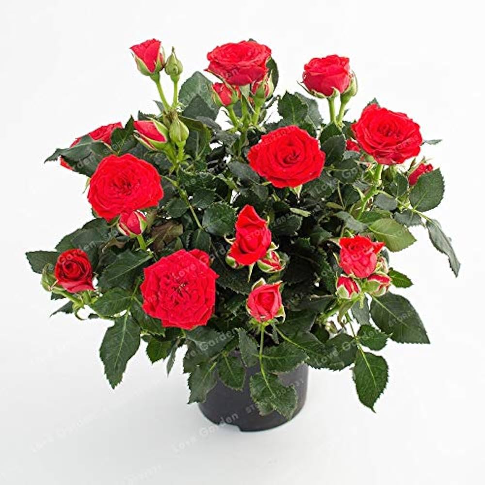 European Rose Tree Seeds – Rosa spp. – Dharaseeds