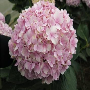 Heirloom Light Pink Hydrangea Flower Seeds, Non-GMO Soft Blooms for ...