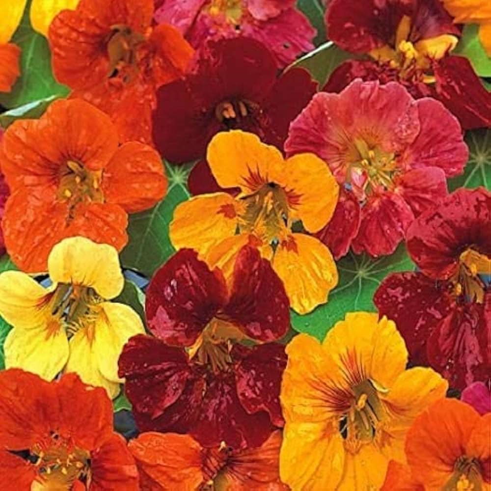 Nasturtium Seeds - Tropaeolum Majus for Kitchen Garden and Vertical ...