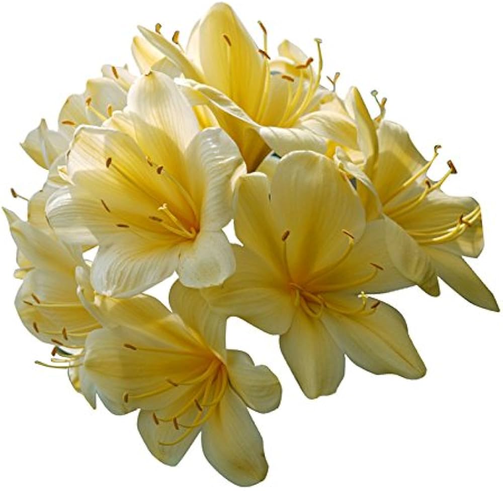 Clivia Seeds - Rare Color Chinese Flower - Shop Now – Dharaseeds