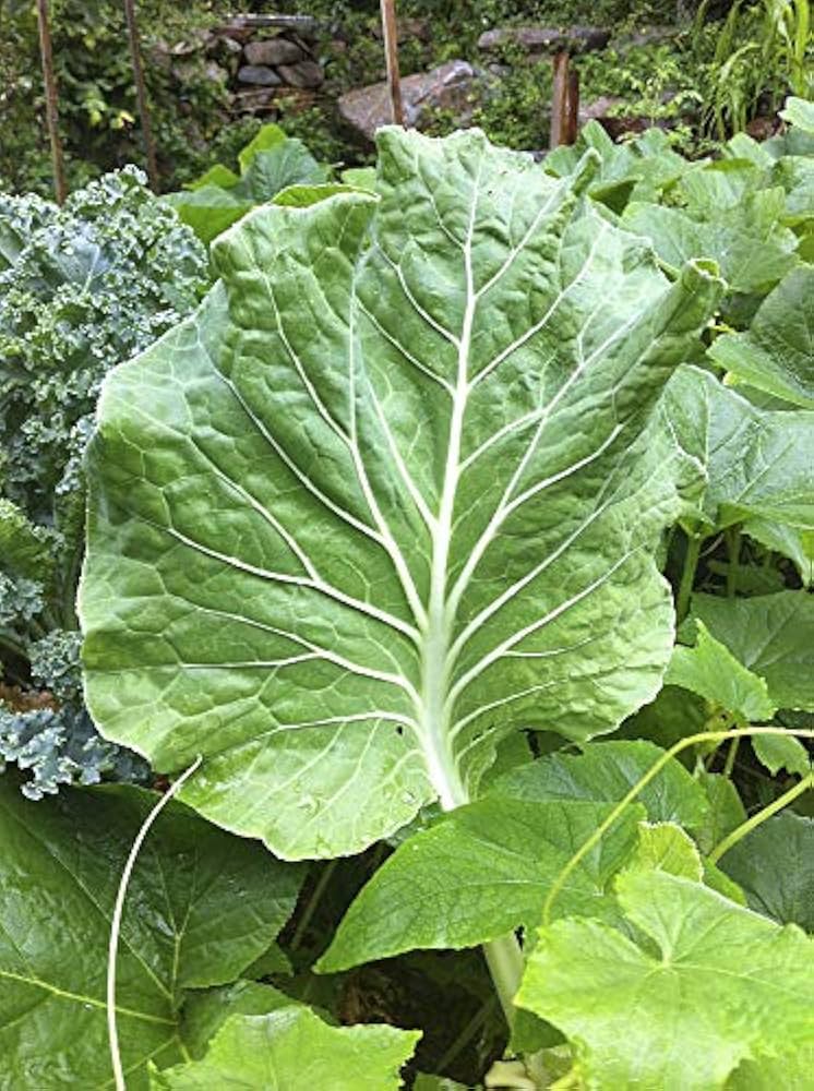 Tronchuda Kale Seeds – Portuguese Variety – Grow Now – Dharaseeds