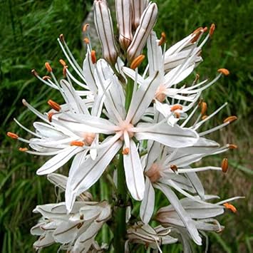 Heirloom Non-GMO Asphodelus Albus Flower Seeds for Planting – Tall ...