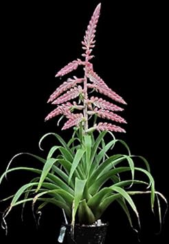 Pink Tillandsia Cretacea Plant Seeds for Planting - 100 pcs - Dharaseeds