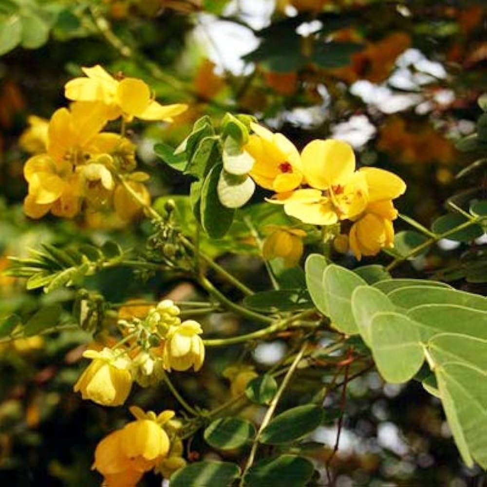 Cassia Glauca Scrambled Egg Bush Yellow Flowers Seeds – Dharaseeds