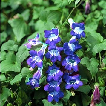 Organic Heirloom Non-GMO Blue Asarina Gloxinia Seeds for Planting ...