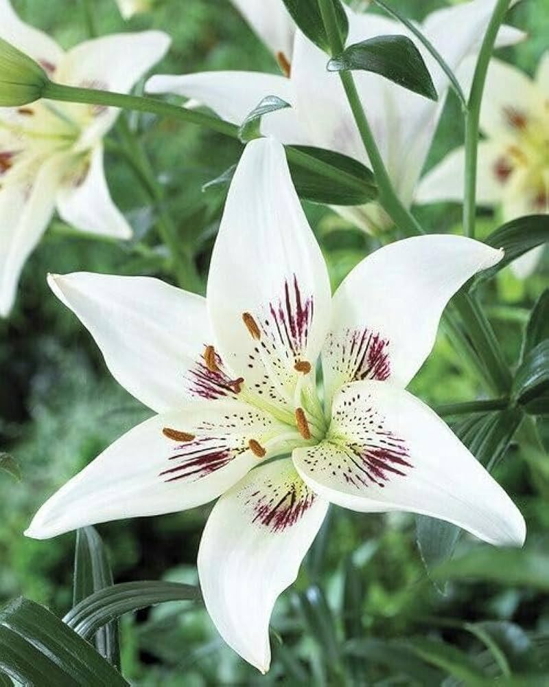 Lily Seeds – Pure White Perennial Indoor & Outdoor – Dharaseeds