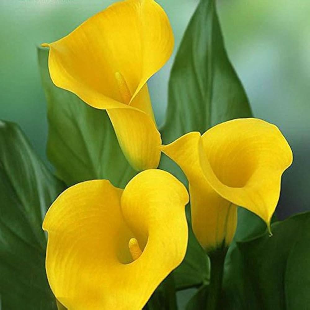 Calla Lily Seeds - Zantedeschia aethiopica Indoor Decorative Bonsai ...