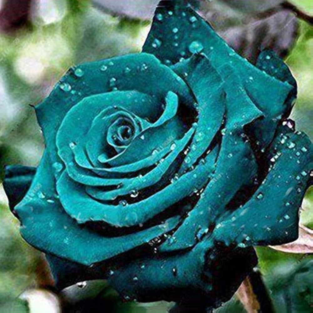 Rose Tree Seeds – Majestic Flowering Tree Blooms – Dharaseeds