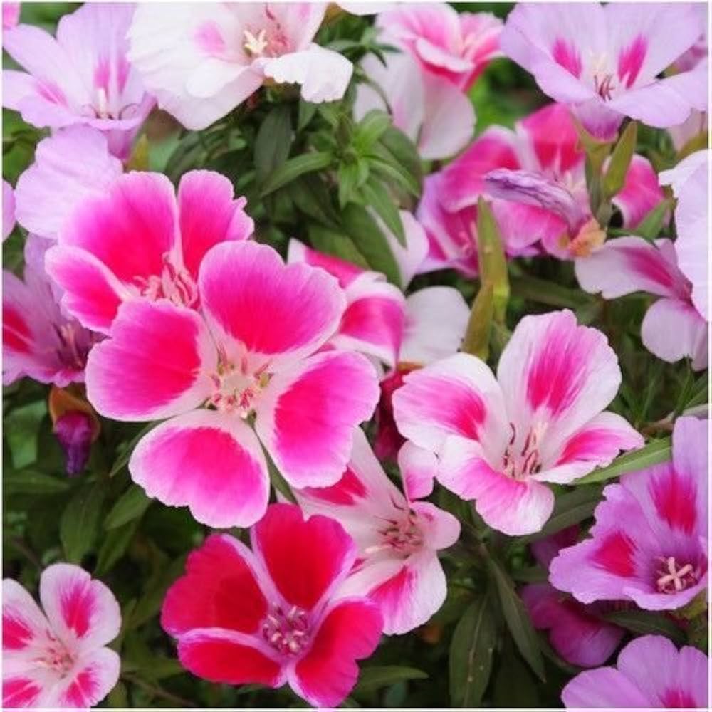 Clarkia Catley Seeds for Planting - Add Color to Your Garden – Dharaseeds