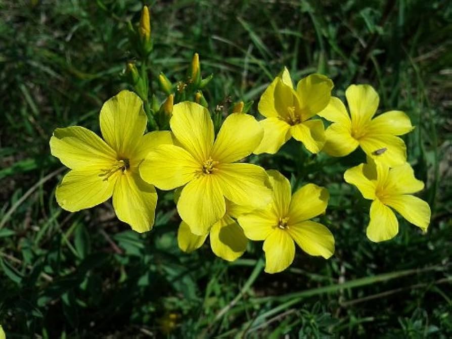 Heirloom Golden Flax Seeds – Yellow Linseed Flower Garden – Dharaseeds