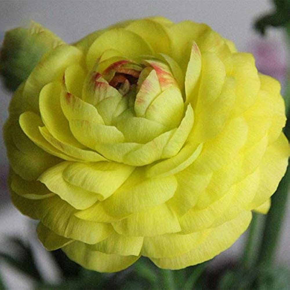Ranunculus Asiaticus Seeds for Planting – Dharaseeds