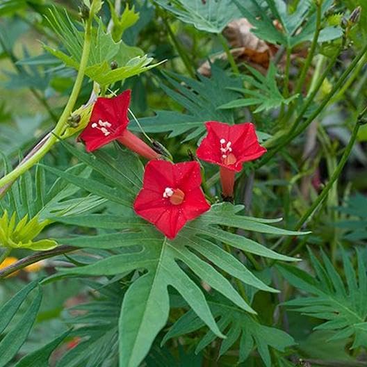 Red Cardinal Climber Seeds for Planting, NON GMO Seeds - Dharaseeds