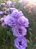 Lisianthus Seeds - Blue Echo Eustoma Grandiflorum for Planting – Dharaseeds