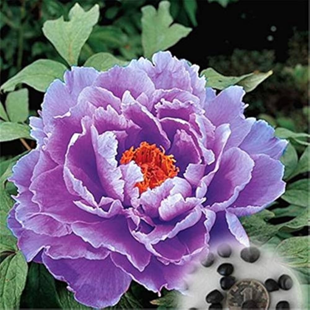 Peony Seeds - Paeonia Lactiflora Variety for Backyard Garden Planting ...