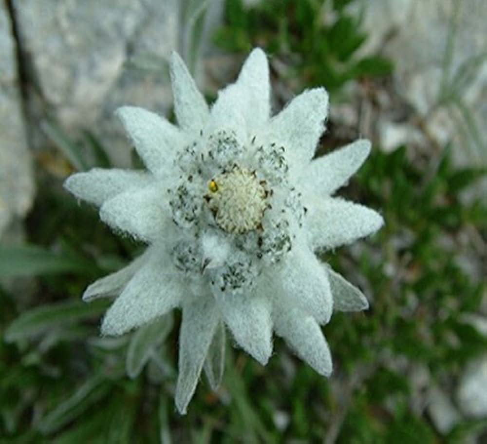 Edelweiss Leontopodium alpinum Alpine Flower Seeds for planting rare a ...