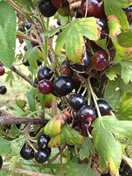 Black Currant (Ribes nigrum) Plant Seeds for Planting - Ideal fro Home ...