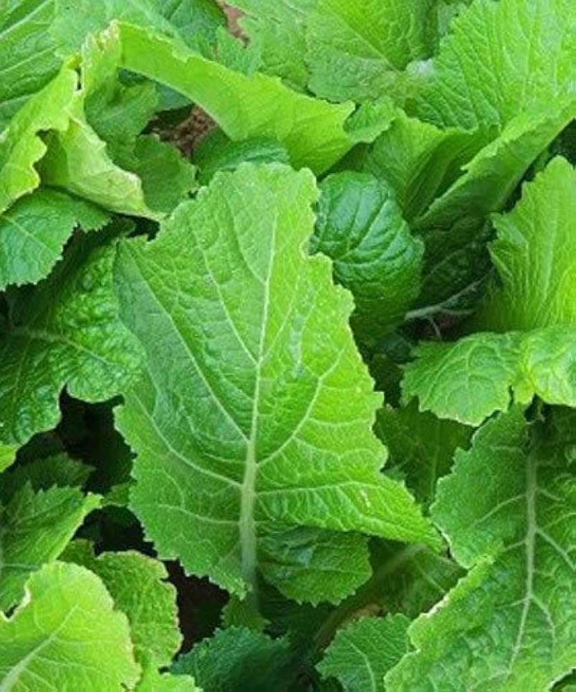 Florida Mustard Seeds – Spicy Greens for Vegetable Gardens – Dharaseeds