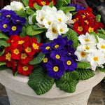 Primula Vulgaris Seeds - Mini Primrose for Indoor Bonsai & Small Spaces ...