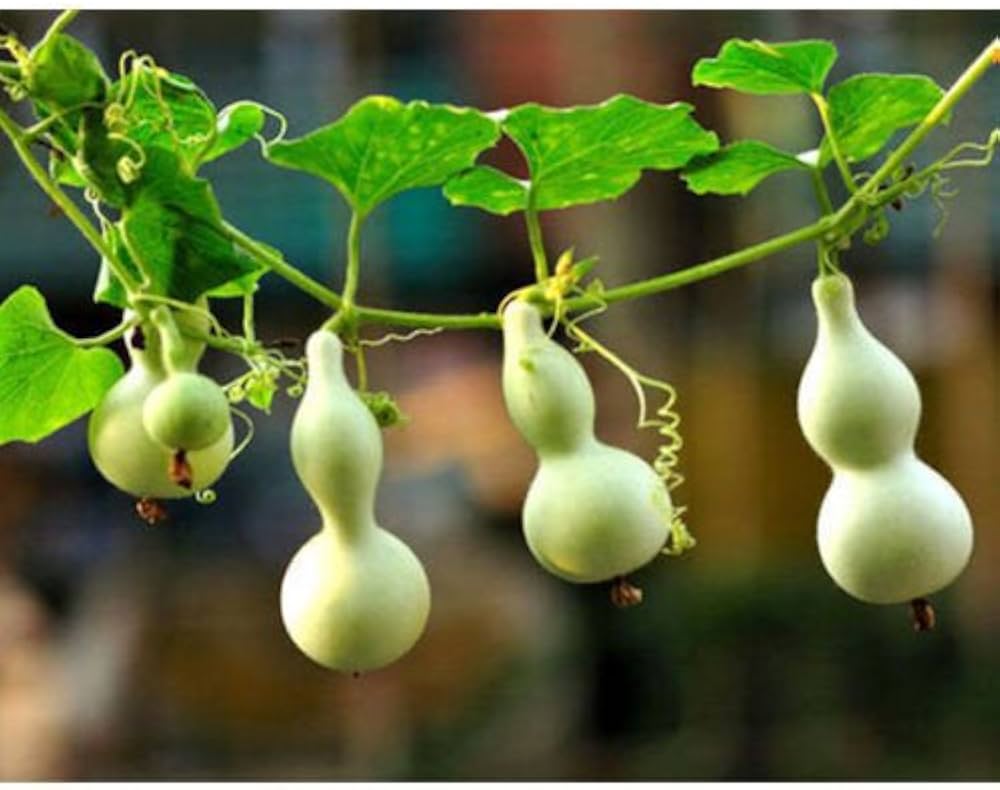 Calabash Long Squash Lagenaria siceraria Seeds – Dharaseeds