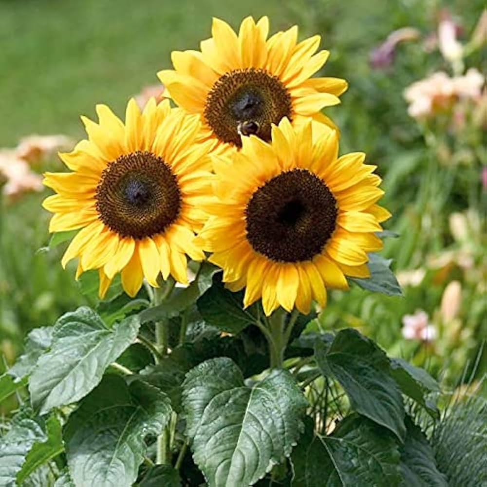 Sunflower Helianthus Seeds Bright Blooms Plant Now – Dharaseeds