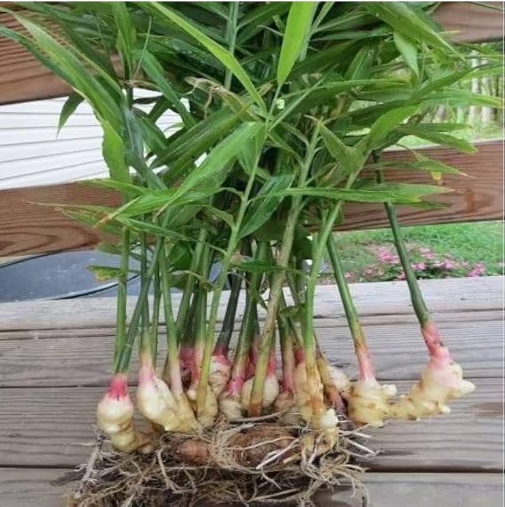 Perennial Ginger Seeds – Heirloom, Non-GMO Vegetable Seeds for Planting ...