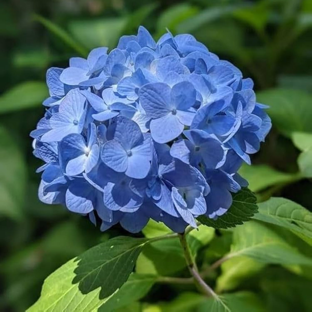 Hydrangea Seeds – Hydrangea macrophylla for Partial Shade Gardens ...
