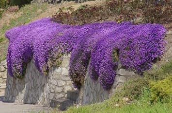 Purple Cress Flower Seeds for Planting, Unique Blooms, 100 pcs - Dharaseeds