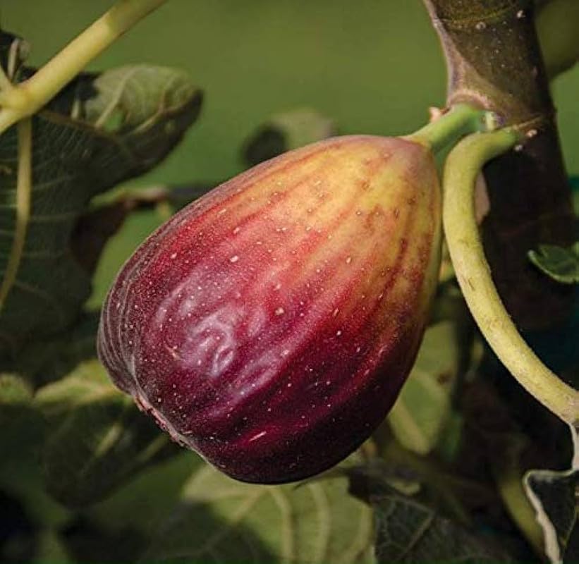 Rare Tropical Figs Mini Fig Tree Plant - Shop Now – Dharaseeds