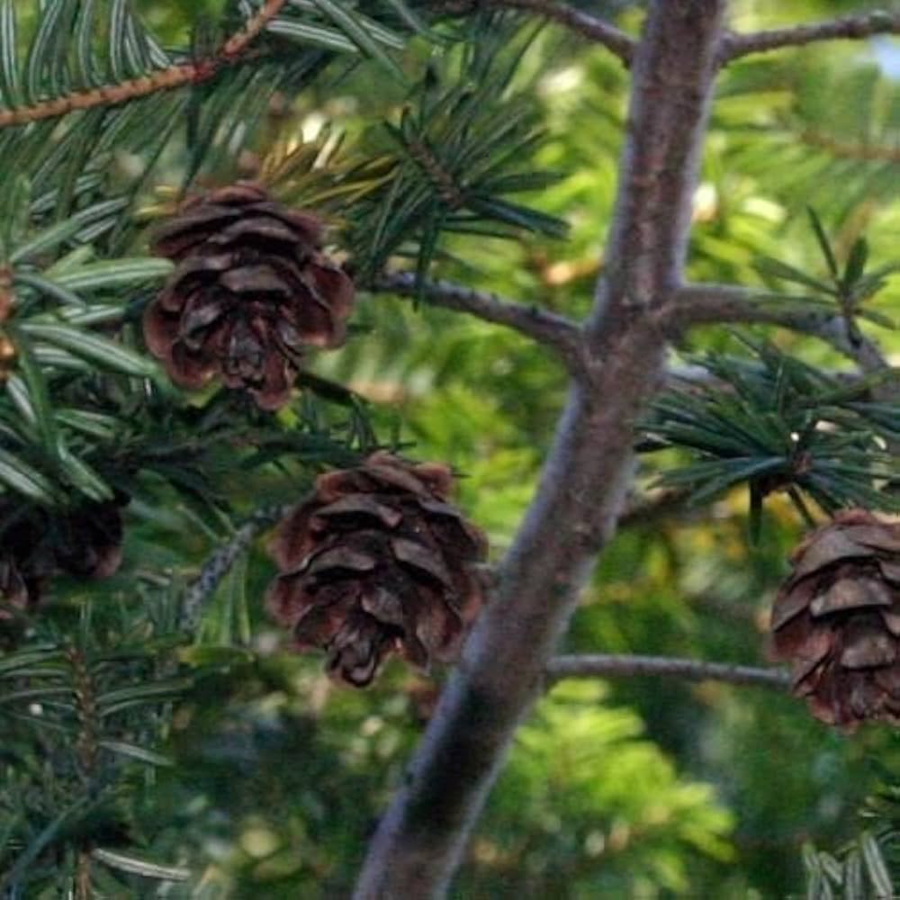 Eastern Hemlock Tsuga canadensis Seeds for Urban Garden – Dharaseeds