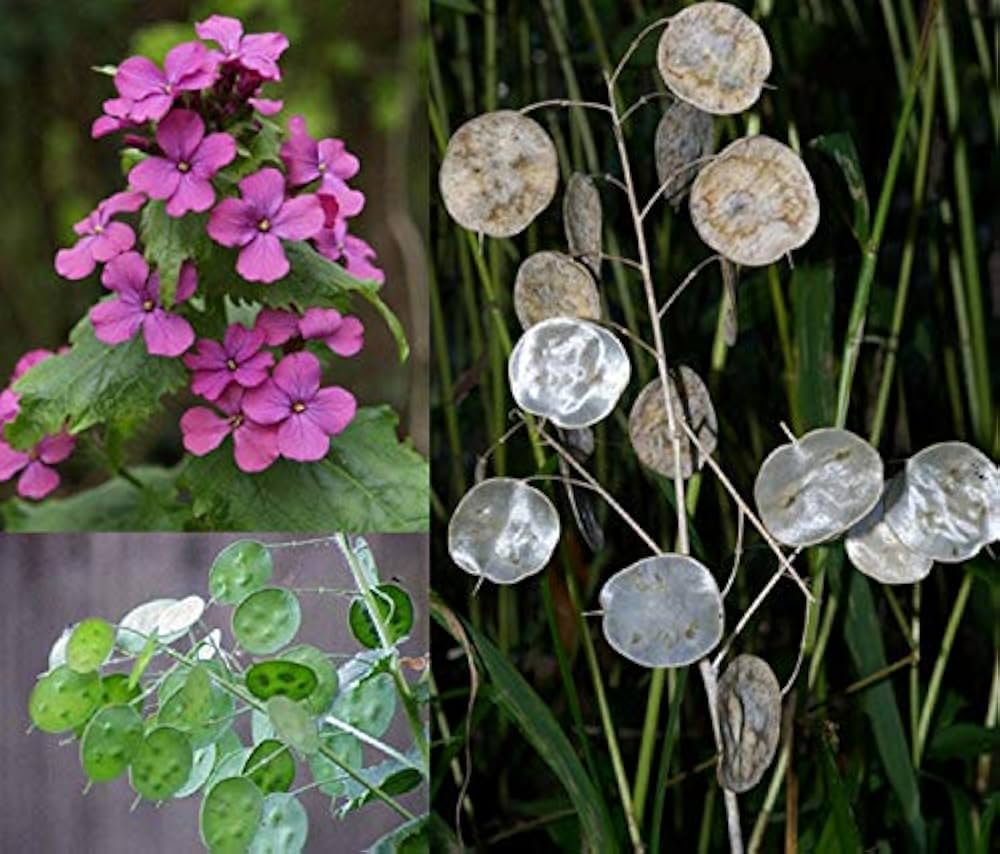 Mix Honesty Lunaria Biennis Seeds for Planting - Buy Now – Dharaseeds