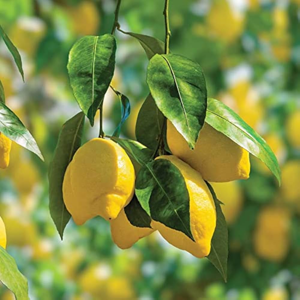 Lemon Citrus Limon Fruit Seeds for Planting – Ideal for Kitchen Garden ...