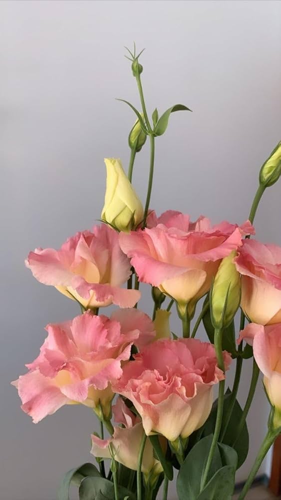 Peach Eustoma (Lisianthus) Flower Seeds for Planting - Heirloom, NON ...