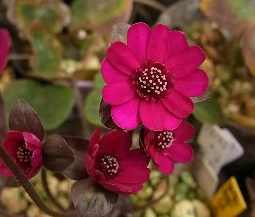 Medallion Flower Seeds – Bright Blooms for Garden Landscapes – Dharaseeds