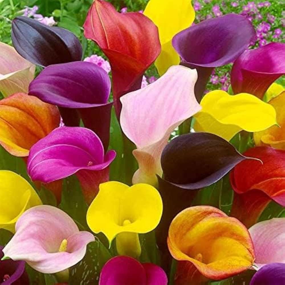 Calla Lily Seeds – Elegant Indoor Decorative Flowering Variety – Dharaseeds