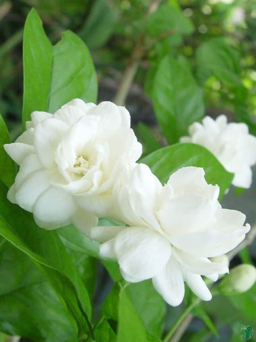 Heirloom Non-GMO Mogra Flower Seeds for Planting – Fragrant Jasmine ...