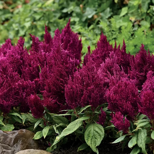 First Flame Purple Celosia Seeds Early Blooming Purple Celosia High ...